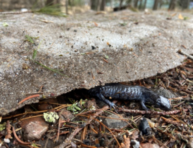 SALAMANDER SAFETY | News, Sports, Jobs - The Mining Journal